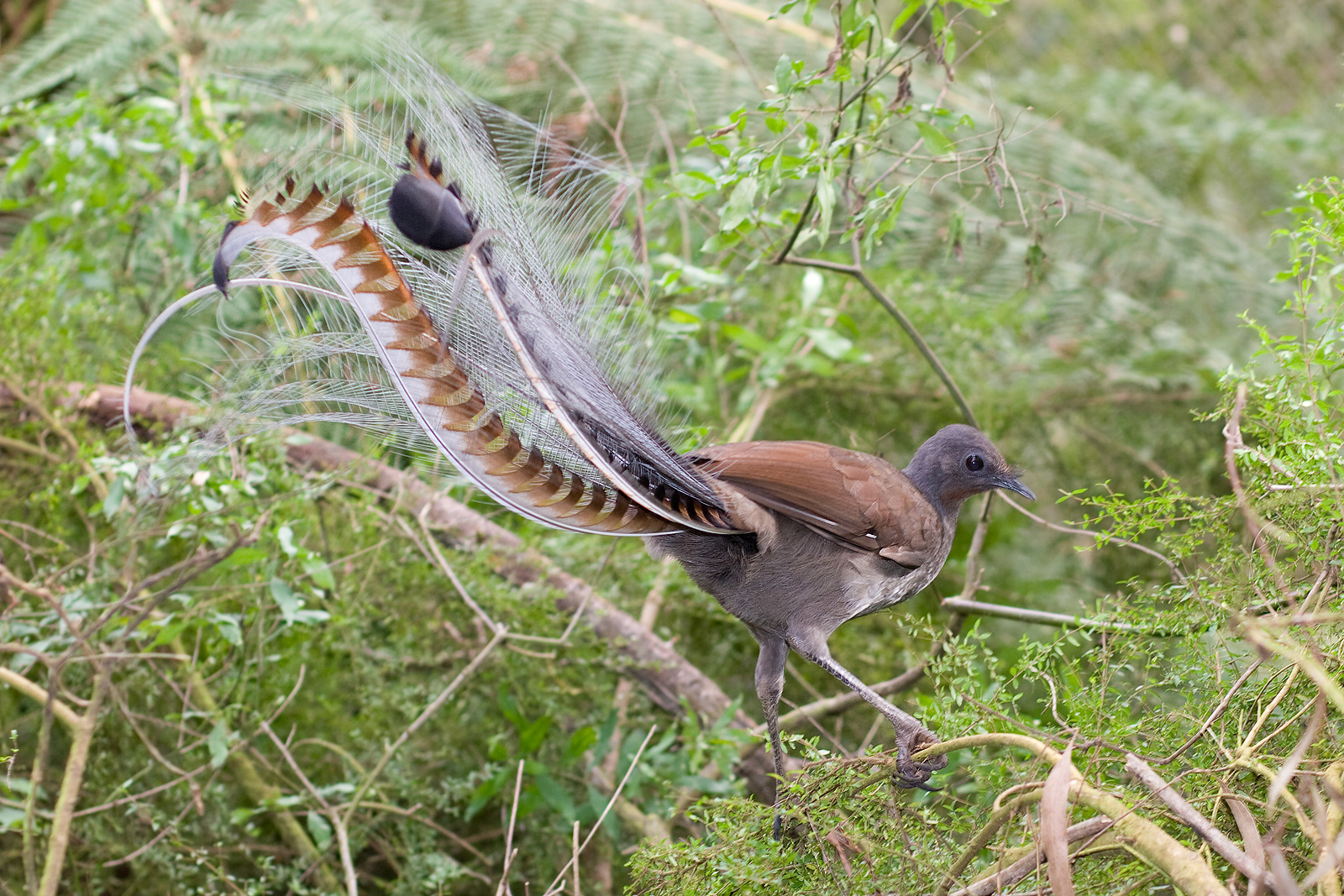 Superb Lyrebird – Sound Tourism